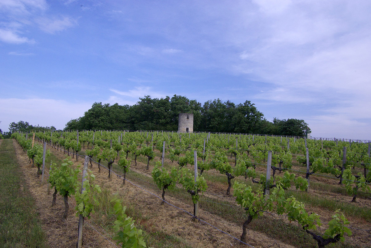 Le domaine - Château Tour des Graves